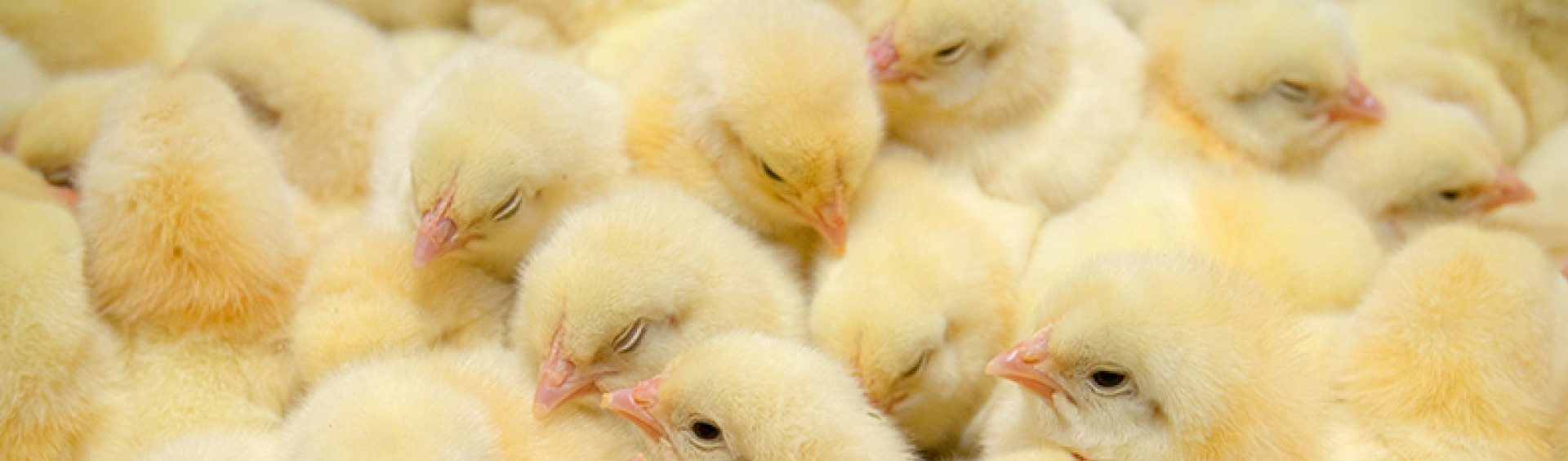 Poultry Unit | North Carolina A&T State University