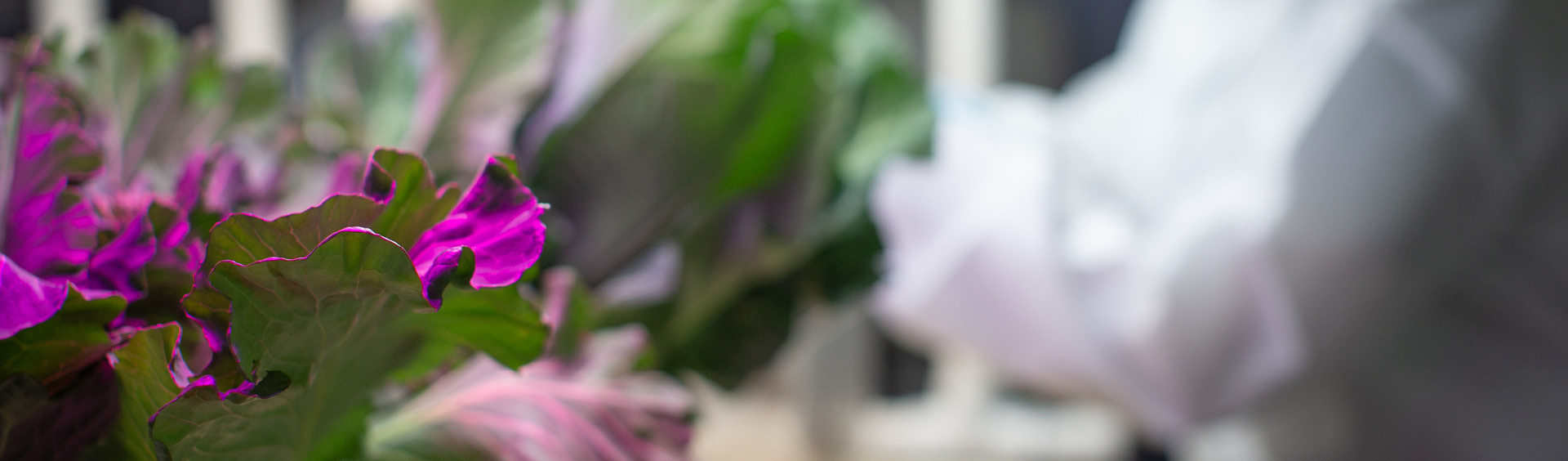 Bachelor of Science in Biological Engineering | North Carolina A&T ...