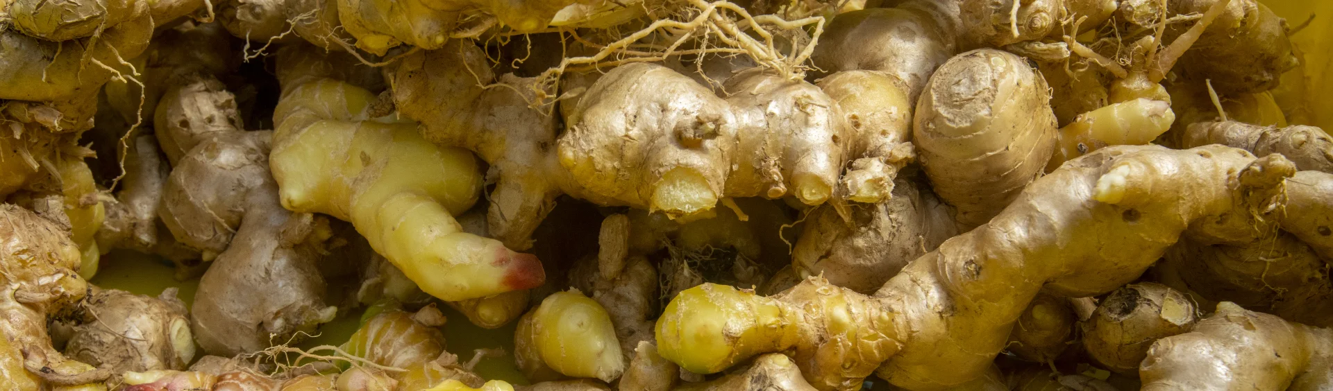 Ginger Production | North Carolina A&T State University
