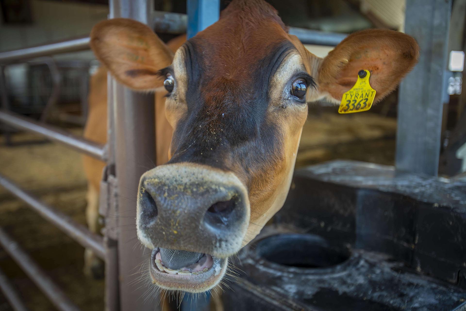 Cows, Meet Precision Agriculture: A&T Dairy Unveils New Automated ...